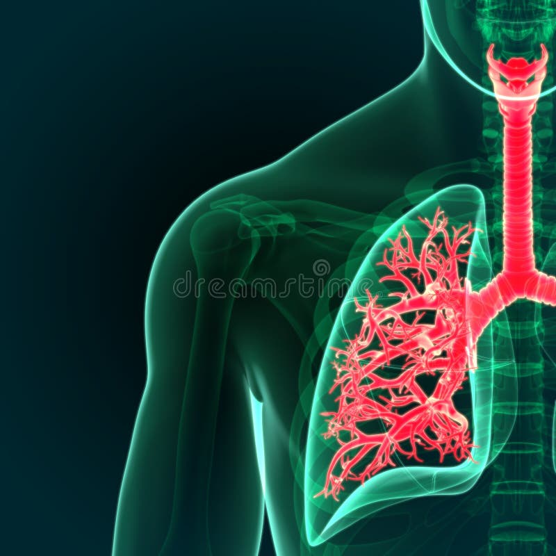 3d Illustration Human Respiratory System Lungs Anatomy Stock