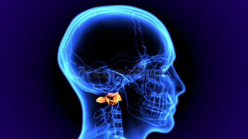 3d Illustration of Human Skeleton Anatomy Stock Illustration ...