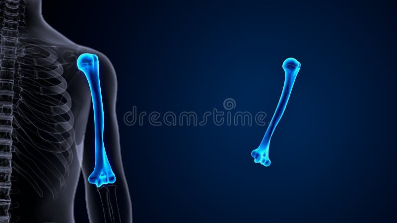 3d Illustration of Human Skeleton Anatomy Humerus Bone Stock ...