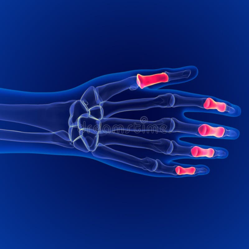 Human Skeleton Anatomy Intermediate Phalanges Bones Dorsal Side 3D ...