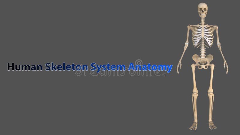 Perpendicular Skeleton Stock Illustrations – 72 Perpendicular Skeleton ...