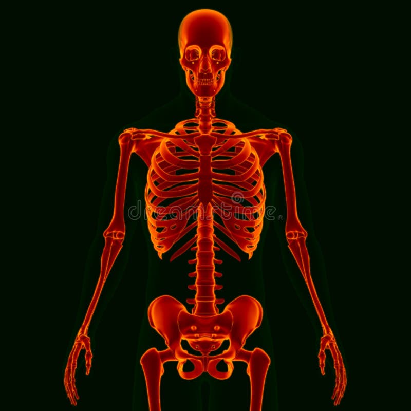 3D Illustration Human Skeleton Anatomy for Medical Concept Stock ...