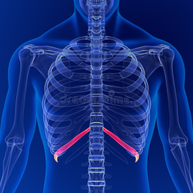 Human Skeleton Anatomy Rib Cage 11th Bone 3D Rendering for Medical ...