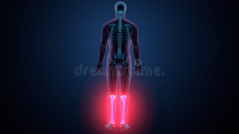 3d Illustration of Human Skeleton Anatomy Tibia Bone Stock Illustration ...