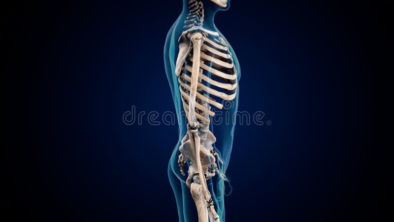 3d Illustration of Human Skeleton Axial Bone Anatomy. Stock ...