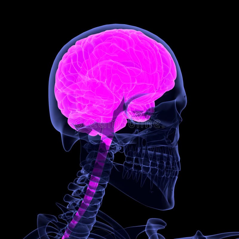 3d Illustration Human Skeleton and Brain 3D Render Stock Illustration ...