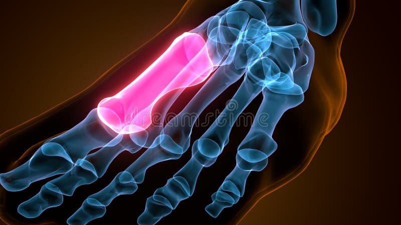3d Illustration of the Human Skeleton Metatarsal Bones Stock ...