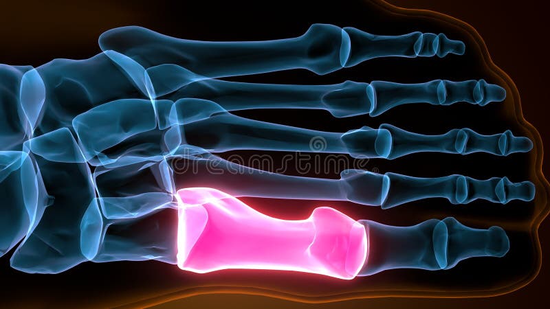 3d Illustration of the Human Skeleton Metatarsal Bones Stock ...
