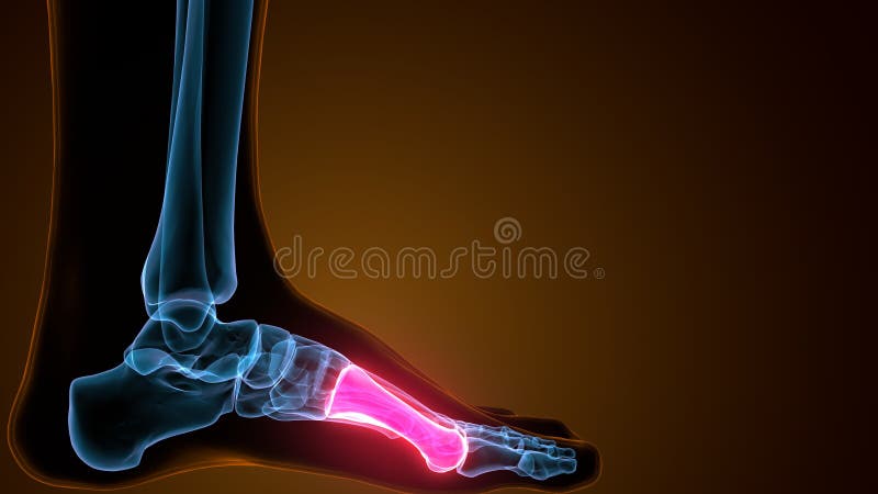 3d Illustration of the Human Skeleton Metatarsal Bones Stock ...