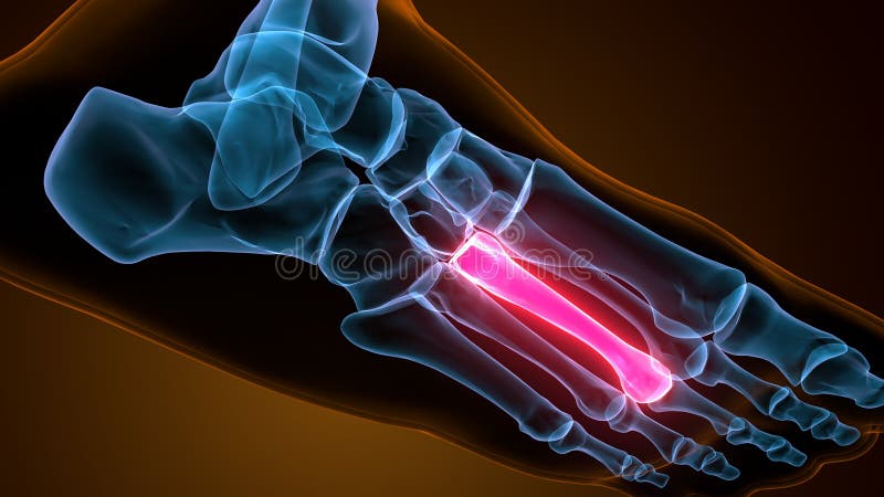 3d Illustration of the Human Skeleton Metatarsal Bones Stock ...