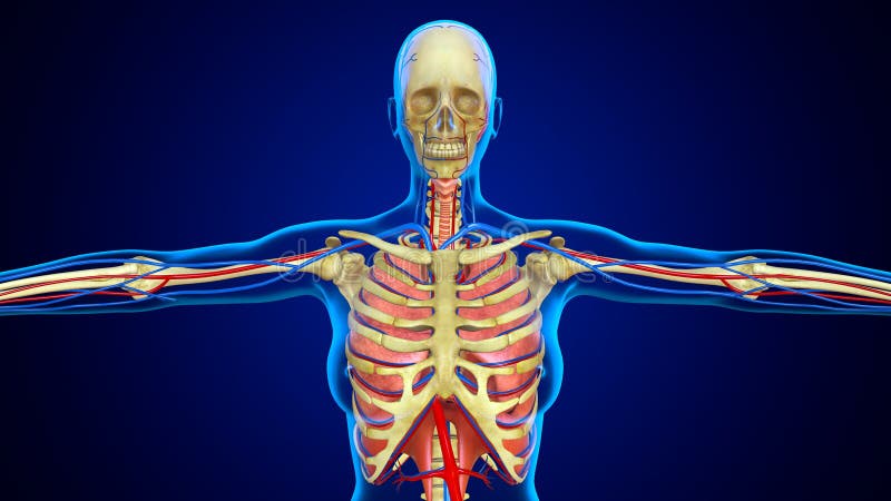 3D Illustration Human Skeleton with Lungs Stock Illustration ...