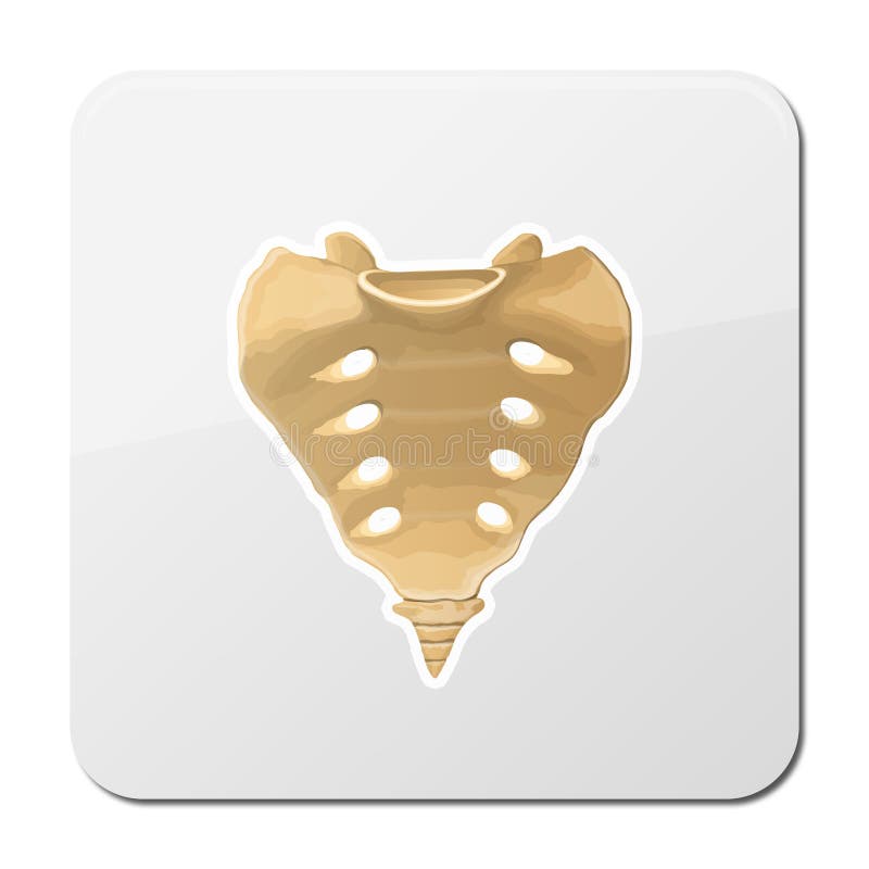 Sacrum Diagram Unlabeled