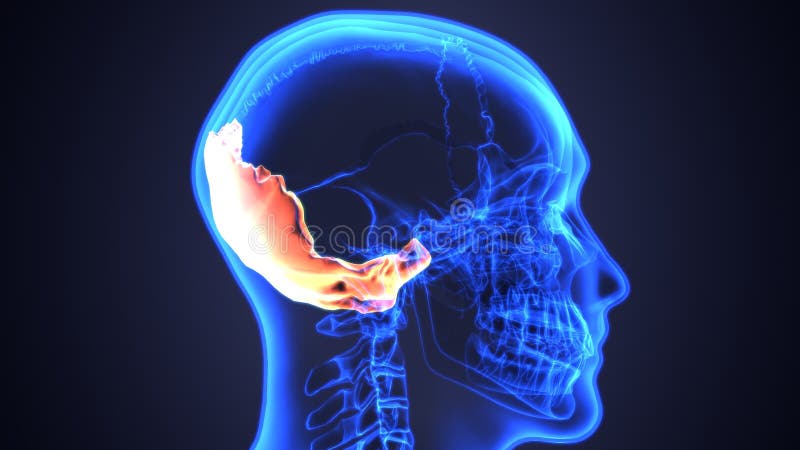 3d Illustration of Human Skeleton Skull Anatomy Stock Illustration ...