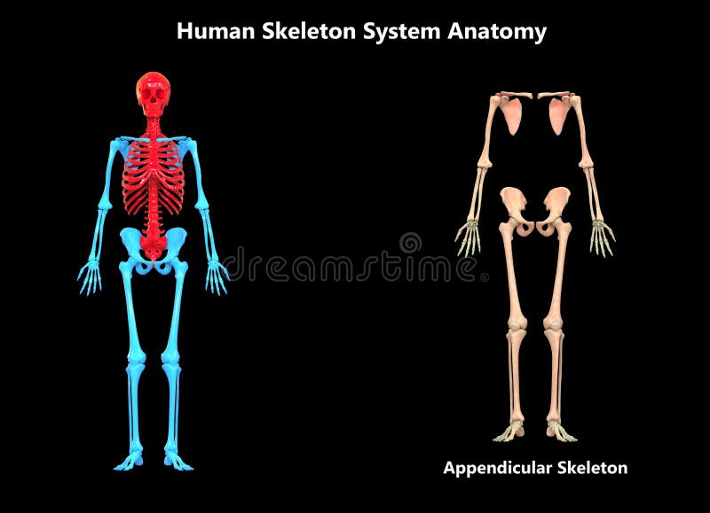 Human Skeleton System Appendicular Skeleton Anatomy Stock Illustration ...