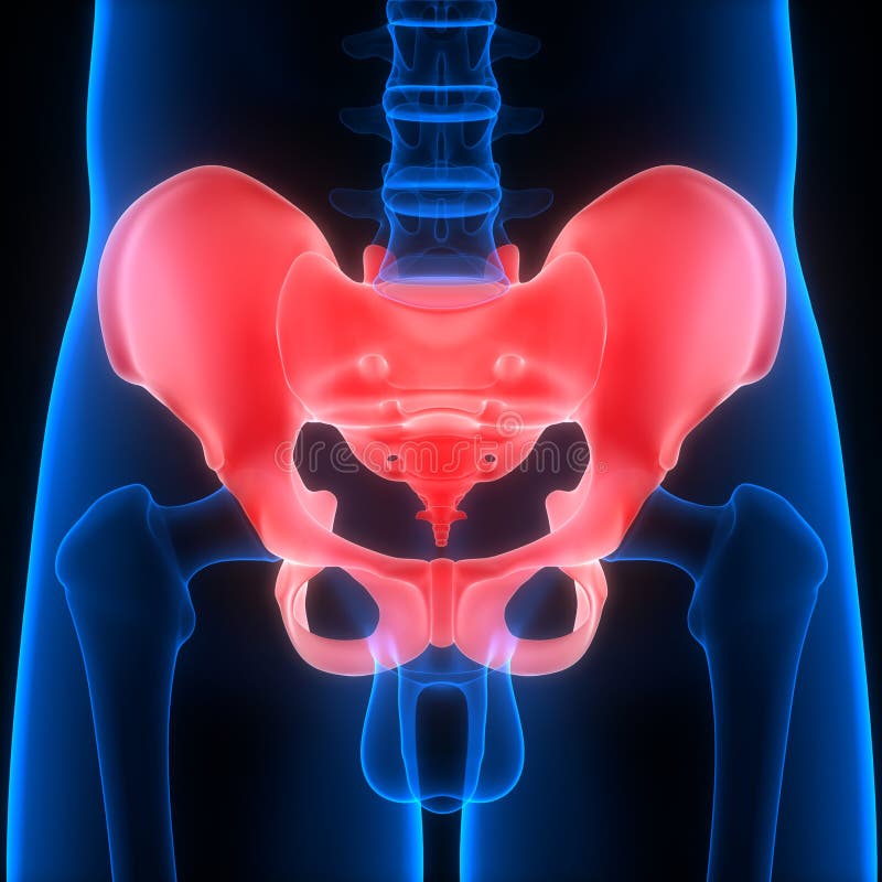 Human Skeleton System Hip Bone Joints Anatomy Stock Illustration ...