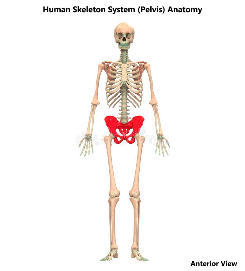 Human Skeleton System Pelvis Bone Joints Anatomy Stock Illustration ...