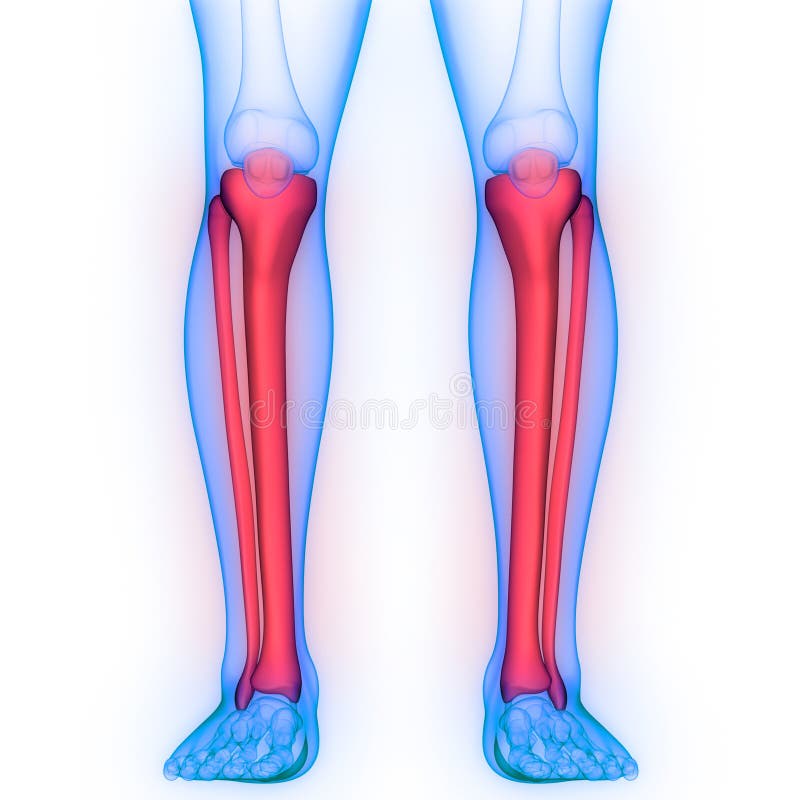 Human Skeleton System Tibia and Fibula Bone Joints Anatomy Stock ...