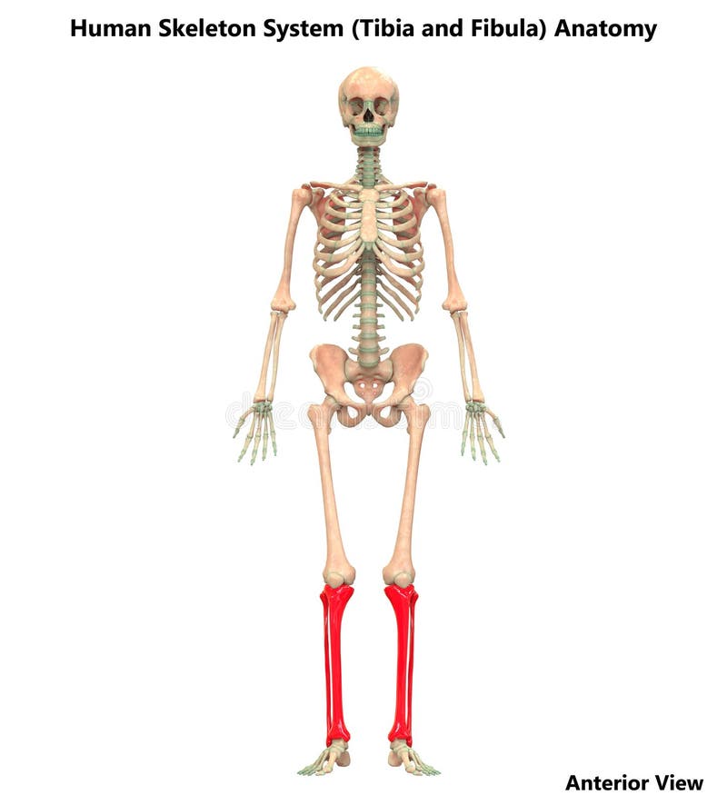 Human Skeleton System Tibia and Fibula Bone Joints Anatomy Stock ...