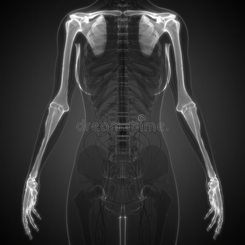 Human Skeleton System Upper Limbs Anatomy Stock Illustration ...