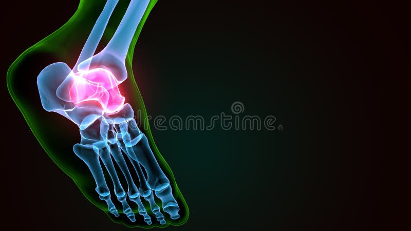 3d Illustration of the Human Skeleton Talus Bone Stock Illustration ...