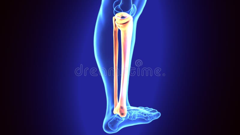 3D Illustration of Human Skeleton Tibia and Fibula Bones Stock ...