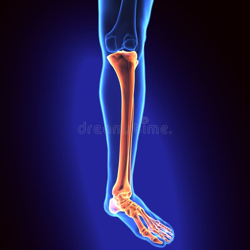3D Illustration of Human Skeleton Tibia and Fibula Bones Stock ...