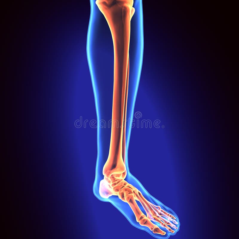 3D Illustration of Human Skeleton Tibia and Fibula Bones Stock ...