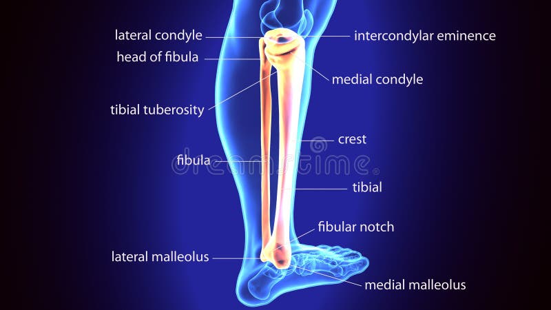 3D Illustration of Human Skeleton Tibia and Fibula Bones Stock ...