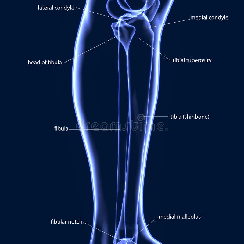 3D Illustration of Human Skeleton Tibia and Fibula Bones Stock ...