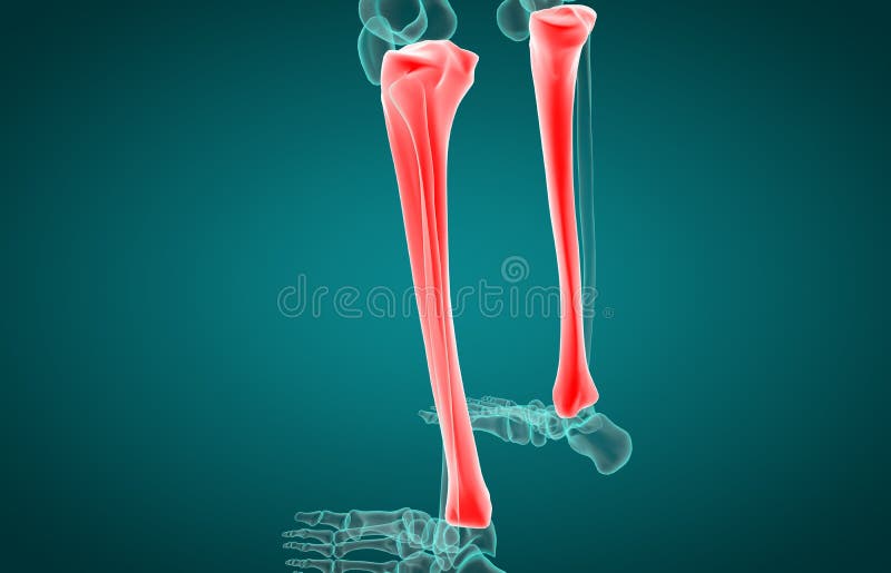 3D Illustration of Tibia, Medical Concept Stock Illustration ...