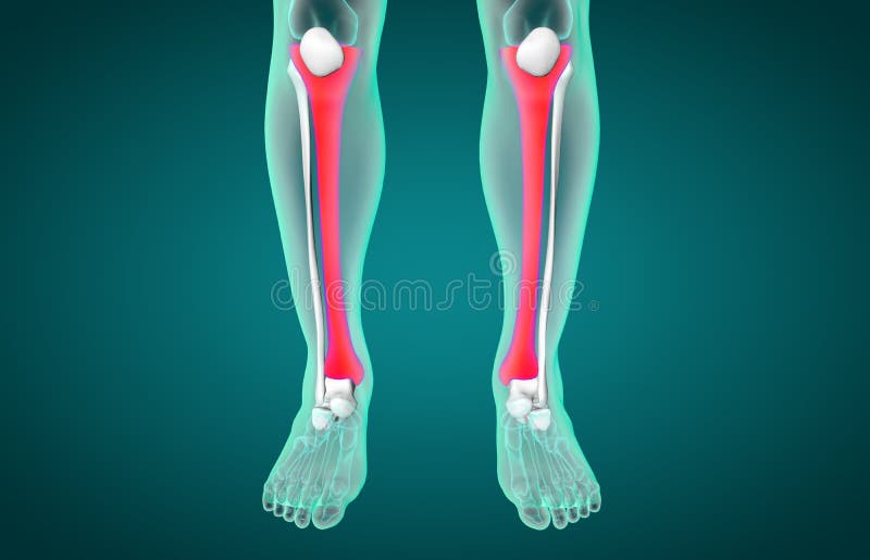 3D Illustration of Tibia, Medical Concept Stock Illustration ...