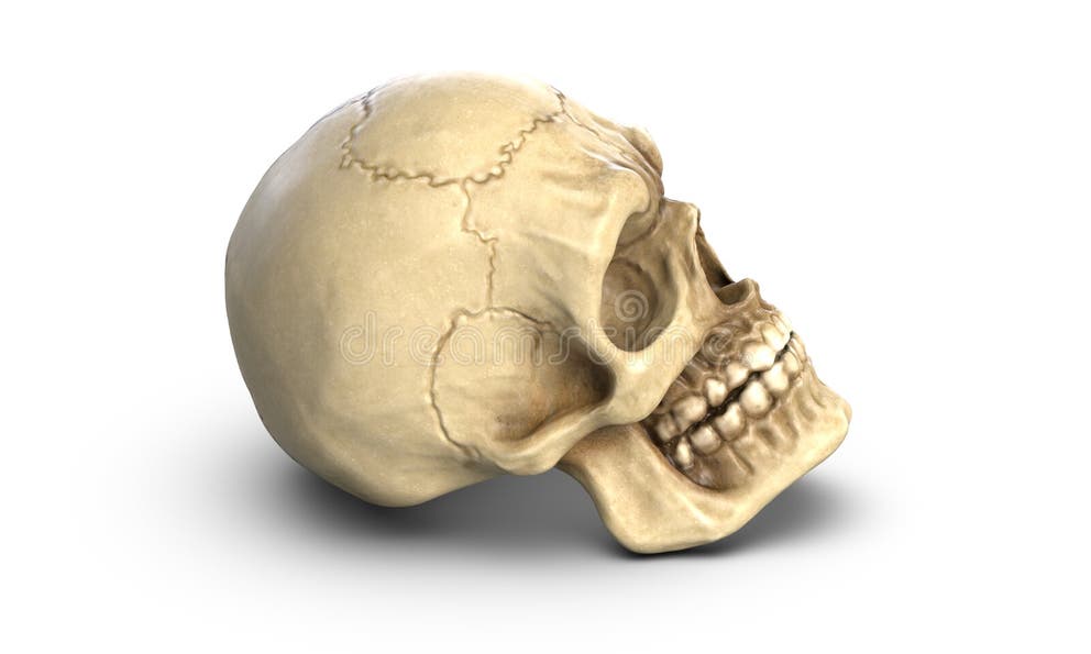 3D Illustration of Human Skull, Isolated on White Background Stock ...
