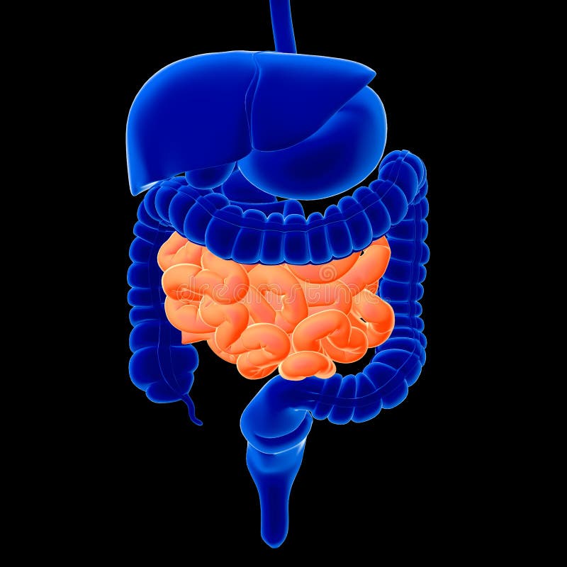 Small Intestine 3D Illustration Human Digestive System Anatomy Stock ...