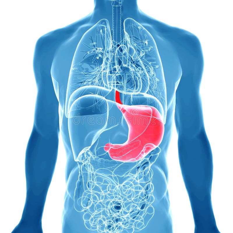Human Gallbladder and Pancreas Anatomy Stock Illustration ...