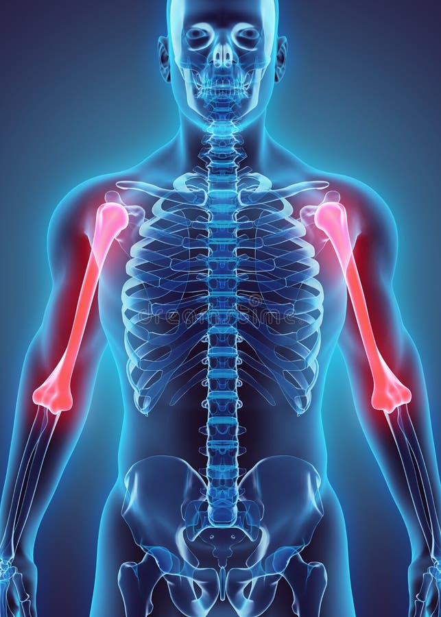 3D Illustration of Humerus, Medical Concept. Stock Illustration ...
