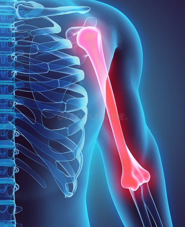 3D Illustration of Humerus, Medical Concept. Stock Illustration ...