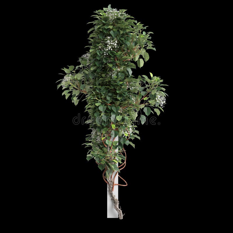 Hydrangea Anomala Stock Illustrations – 9 Hydrangea Anomala Stock ...