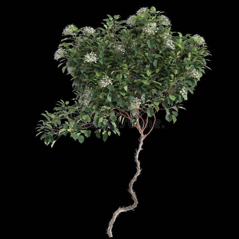 Hydrangea Anomala Stock Illustrations – 9 Hydrangea Anomala Stock ...