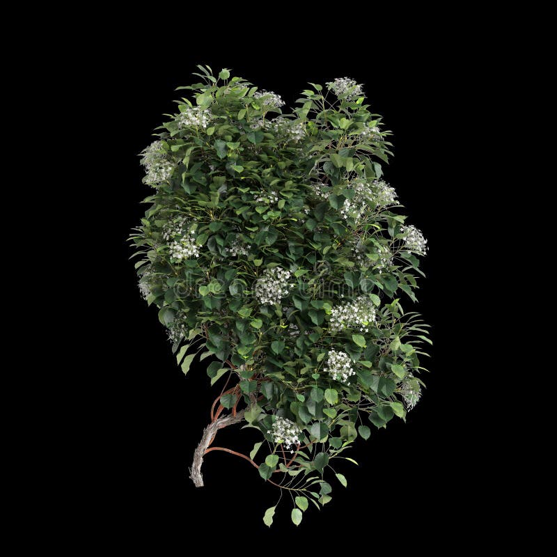 Hydrangea Anomala Stock Illustrations – 9 Hydrangea Anomala Stock ...