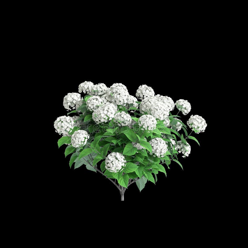 3d Illustration of Hydrangea Arborescens Bush Isolated on Black ...