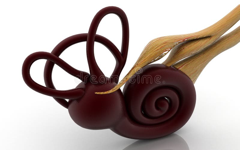 3D Illustration of Inner Ear .Cochlea Stock Illustration - Illustration ...