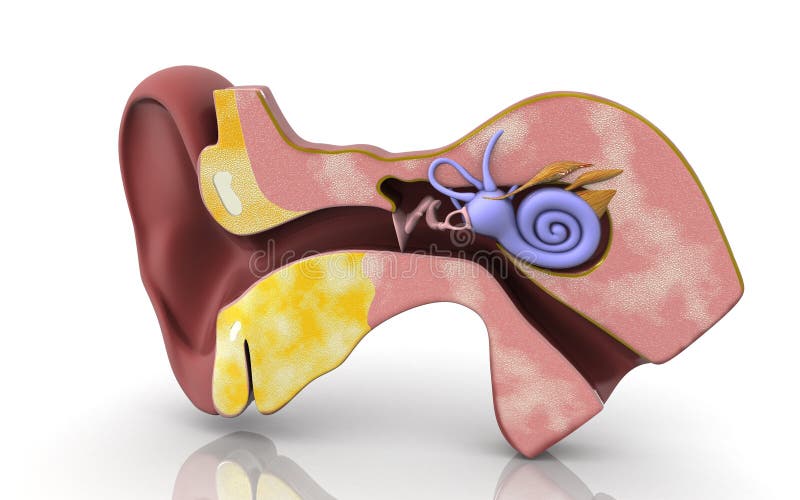 3D Illustration of Inner Ear .Cochlea in Color Background Stock ...