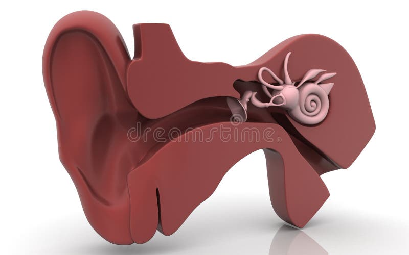 3D Illustration of Inner Ear on Color Stock Illustration - Illustration ...