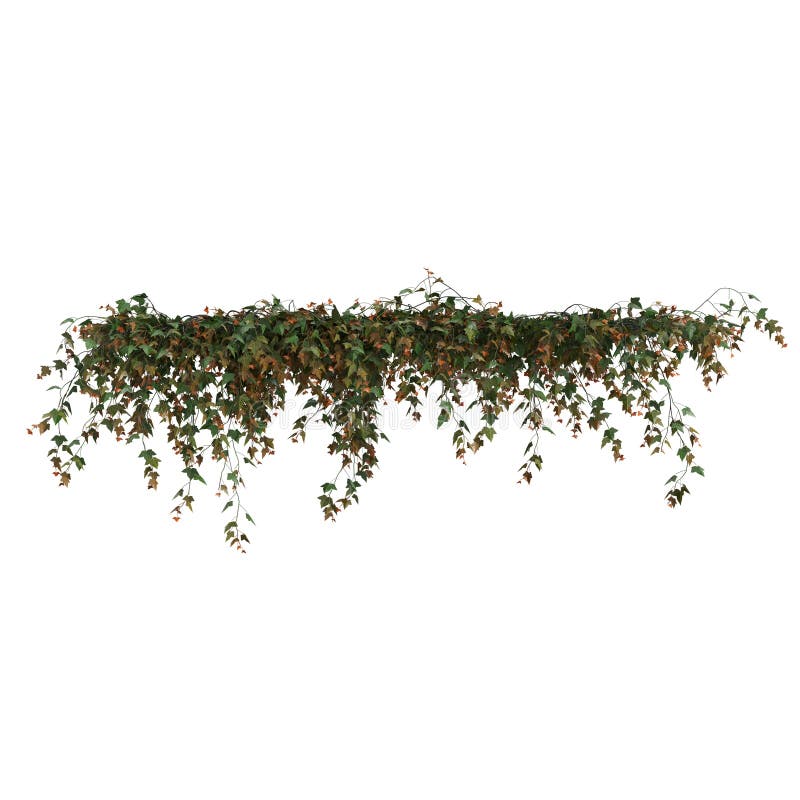 3d Illustration of Hanging Plant Isolated on White Background Stock Illustration - Illustration ...