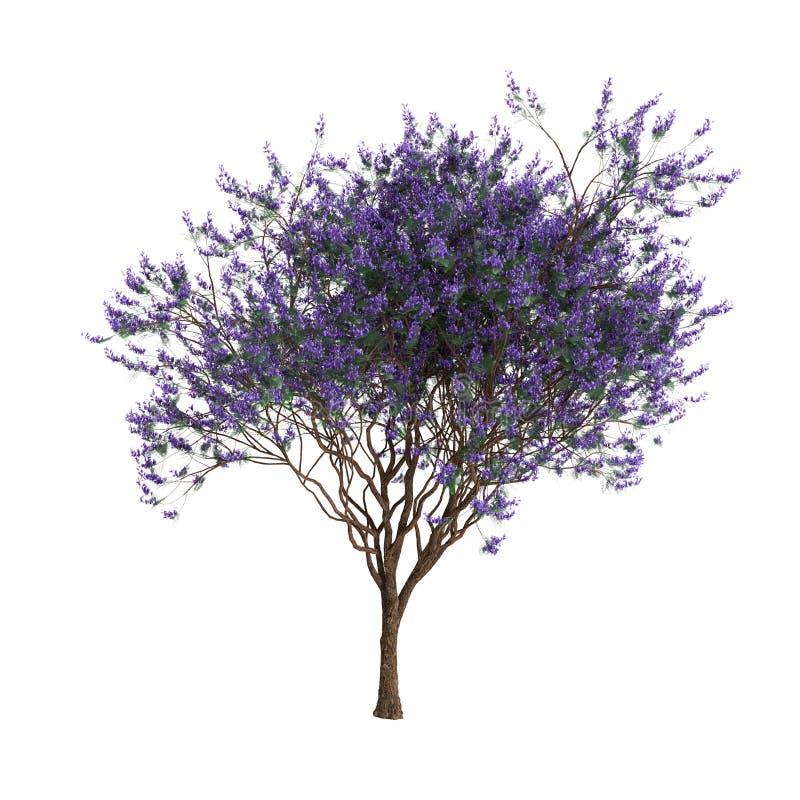 3d Illustration of Jacaranda Mimosifolia Tree Isolated on White ...