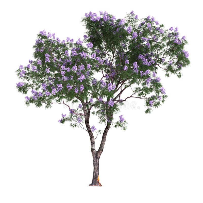 Jacaranda Tree Stock Illustrations – 121 Jacaranda Tree Stock ...