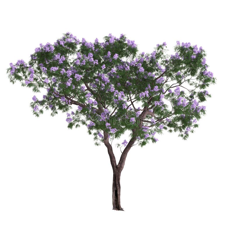 Jacaranda Tree Stock Illustrations – 148 Jacaranda Tree Stock ...