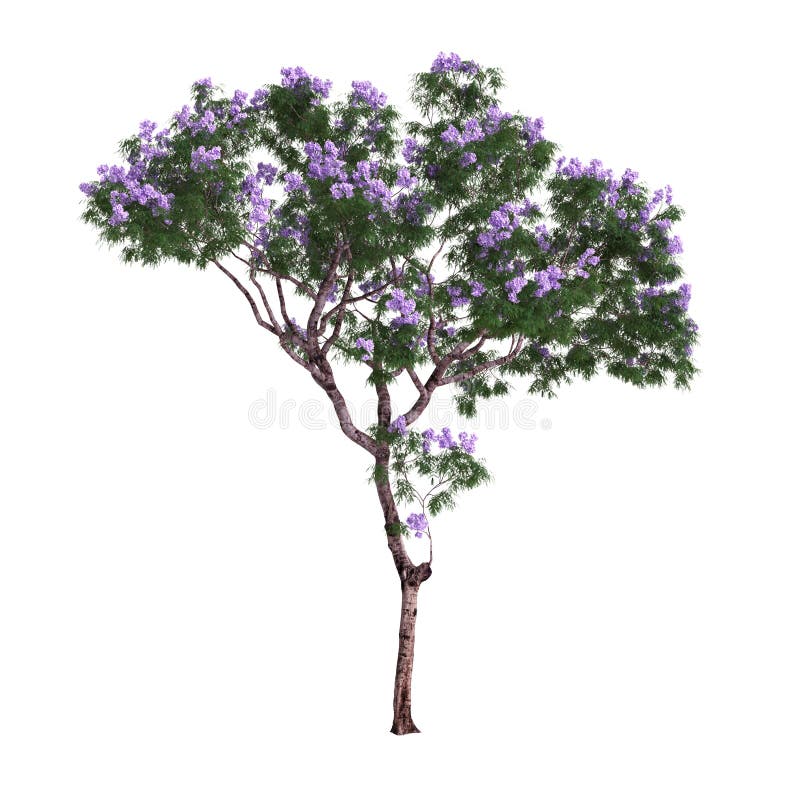 Jacaranda Tree Stock Illustrations – 246 Jacaranda Tree Stock ...