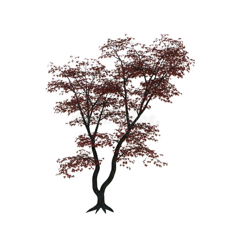 3d Illustration of a Japanese Maple Tree Stock Photo - Illustration of ...
