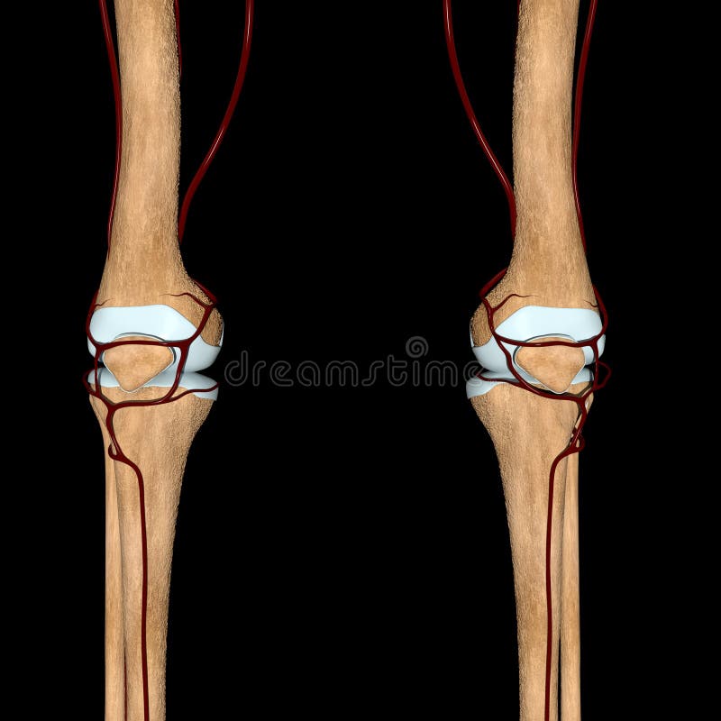 3d Illustration of the Knee Arteries on Bones Front View Stock ...